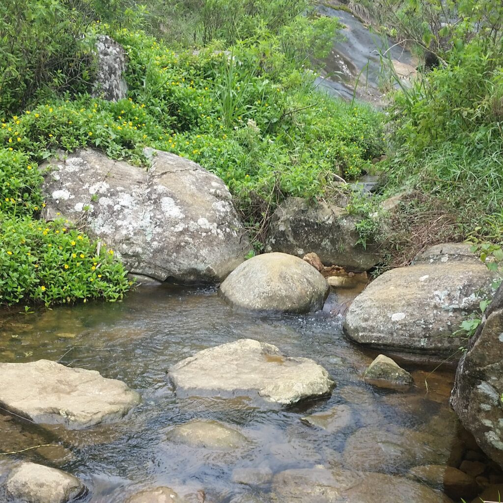 Simpson’s Experience – Simpson's Forest