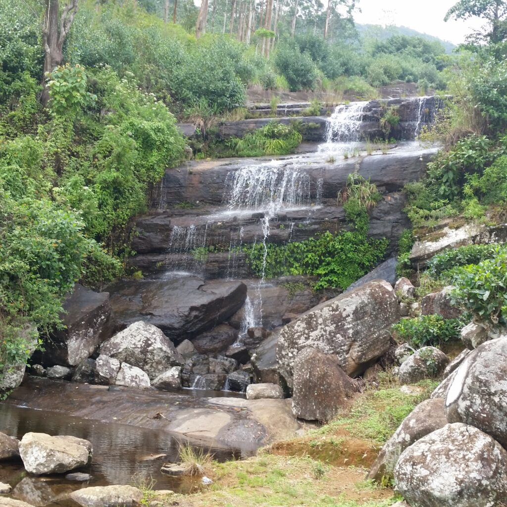 Simpson’s Experience – Simpson's Forest