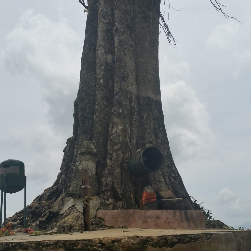 Simpson’s Experience – Simpson's Forest