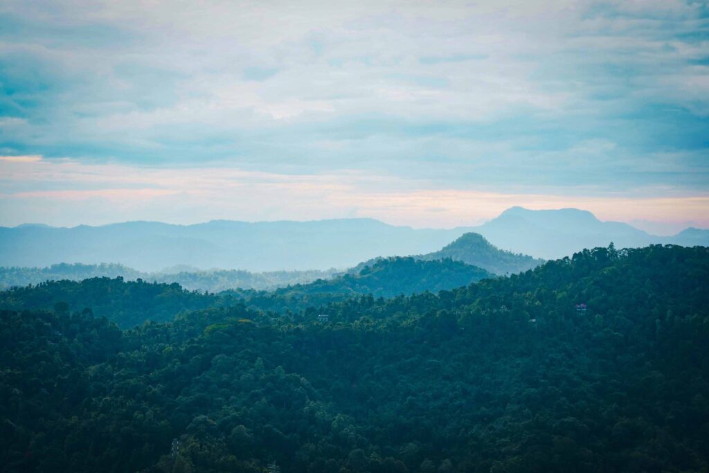 Gallery – Simpson's Forest