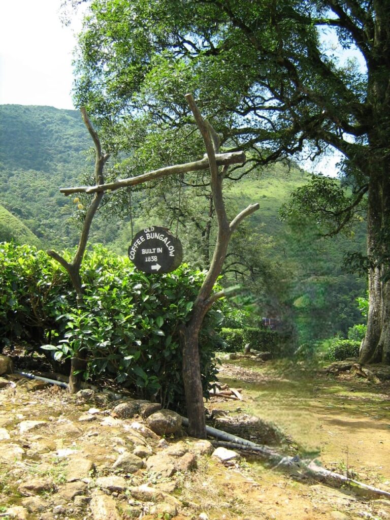 Simpsons History – Simpson's Forest