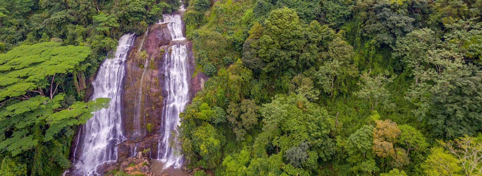 Sembuwatta – Simpson's Forest